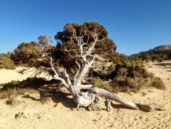 Balm of Gilead - ALABASTRA botanics