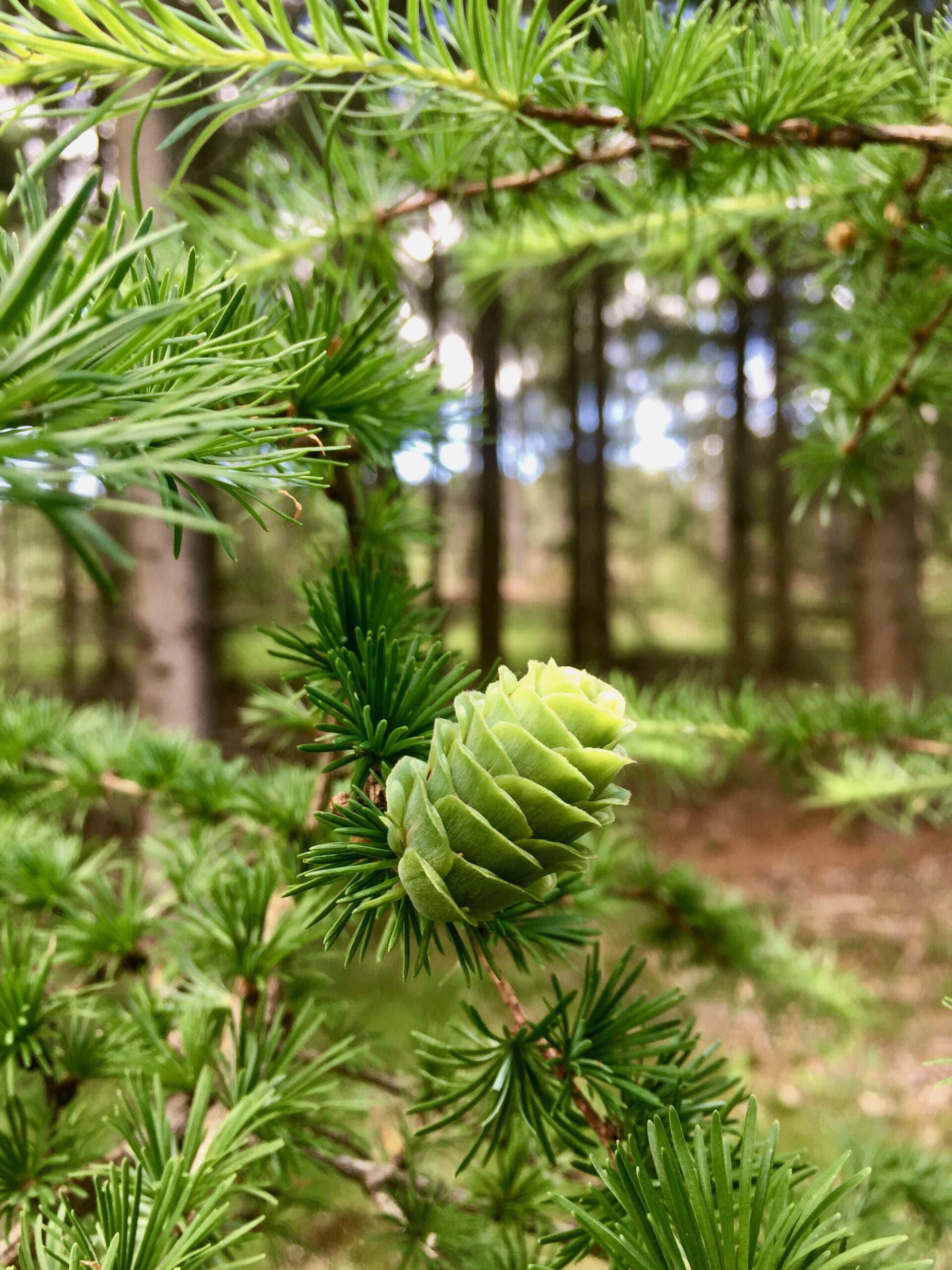 VIRIDITAS - ALABASTRA botanics